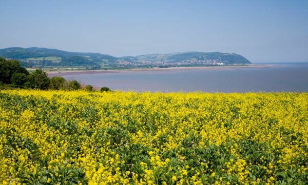 Blue Anchor Bay | Somerset Guide