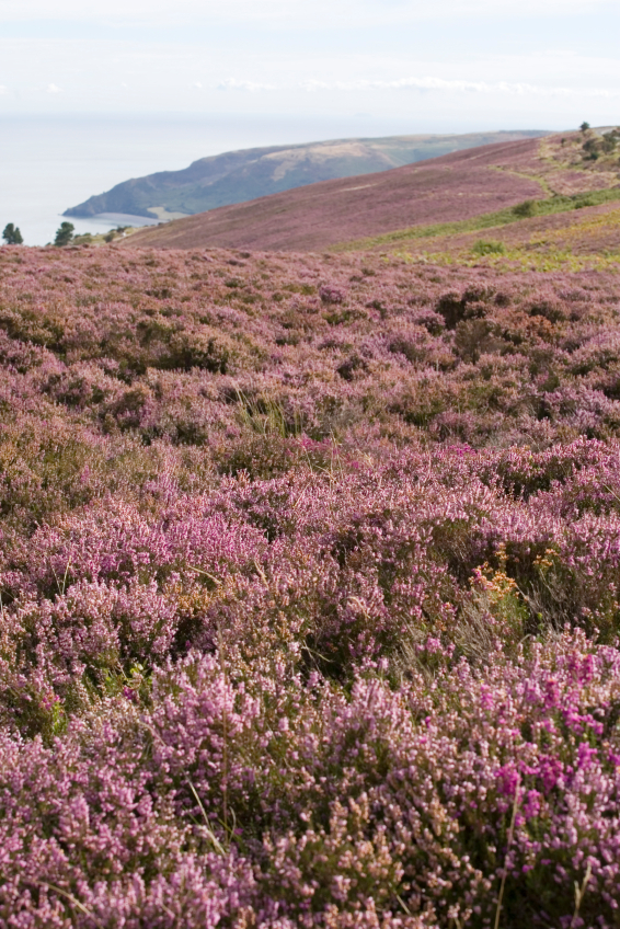 Exmoor | Somerset Guide